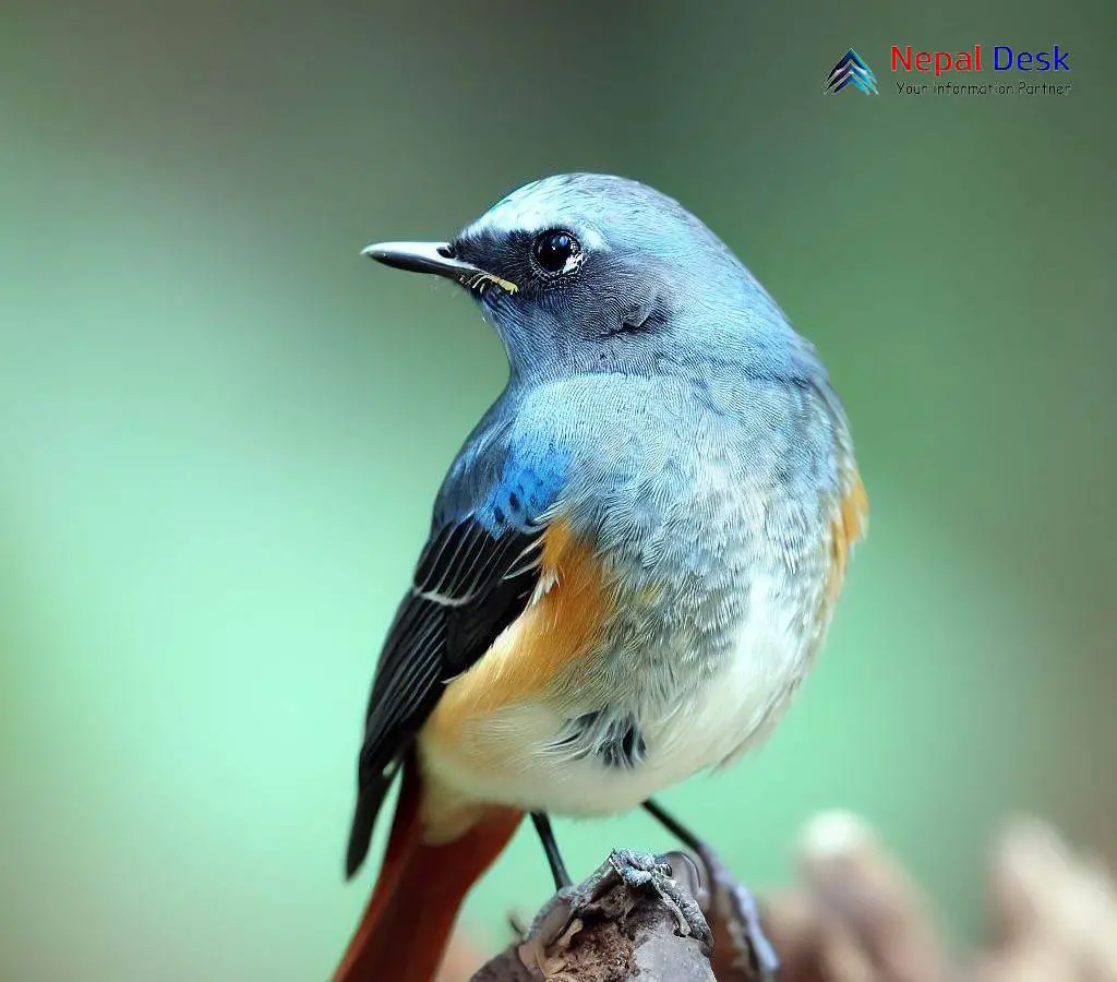 Blue-capped Redstart: The Captivating Bird | Nepal Desk